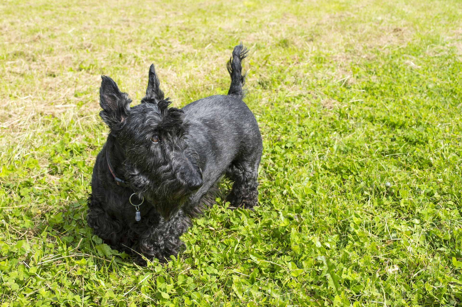 El Scottish Terrier, un Perro Curioso | CCVZ