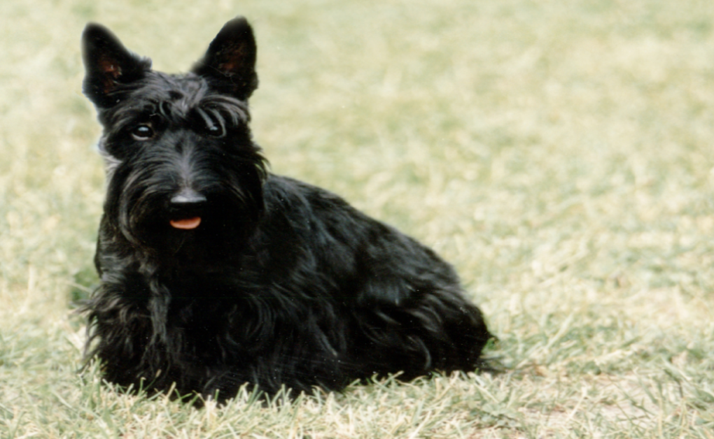 El Scottish Terrier, un Perro Curioso | CCVZ
